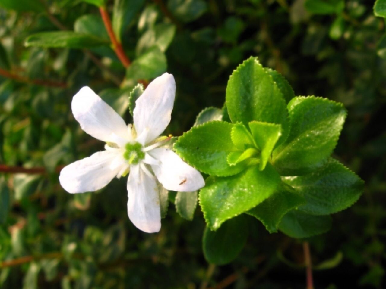 Buchu: saiba para que serve o chá | Medicina Natural