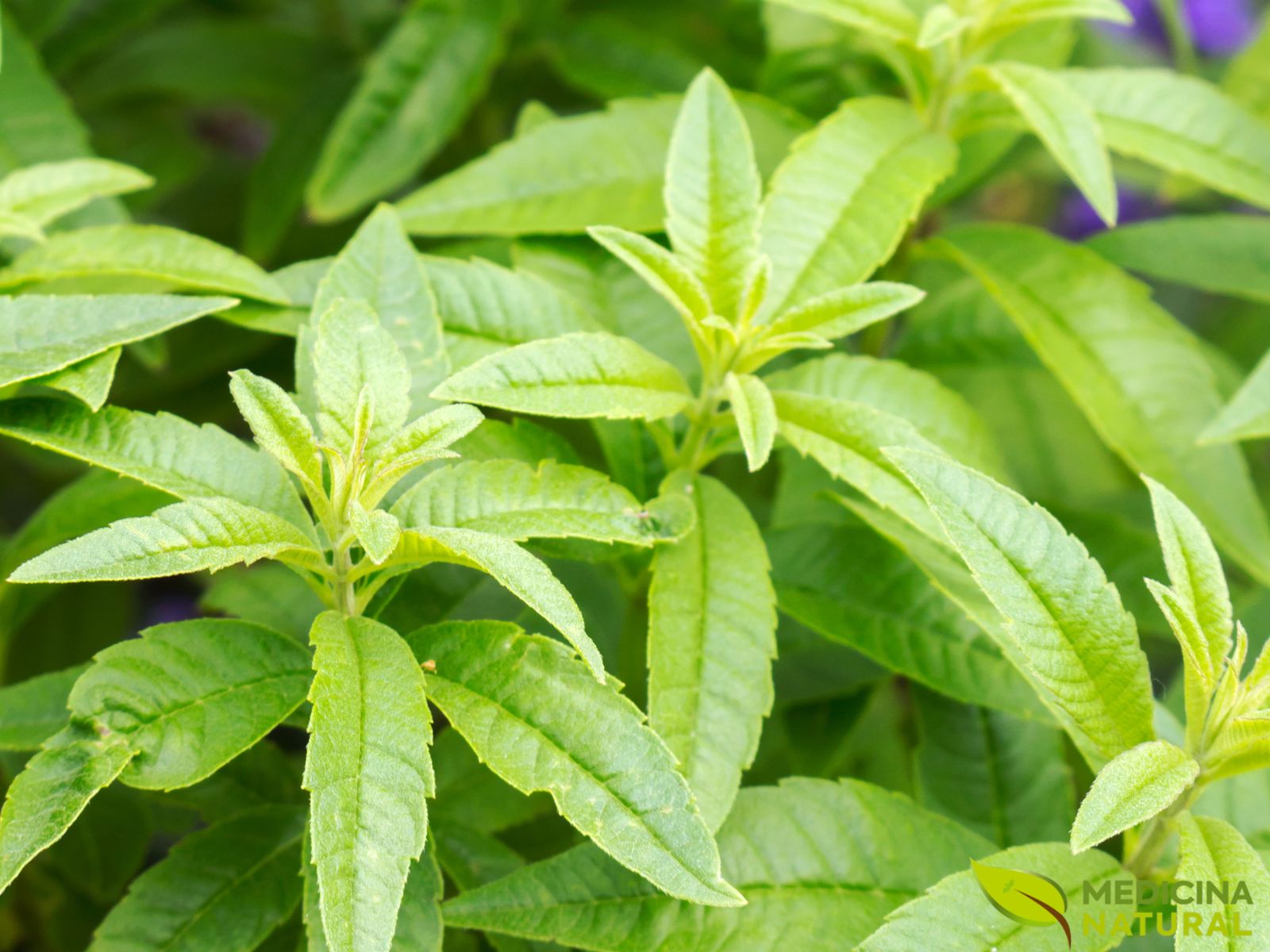 Aloysia triphylla (LEMON VERBENA) | Medicina Natural