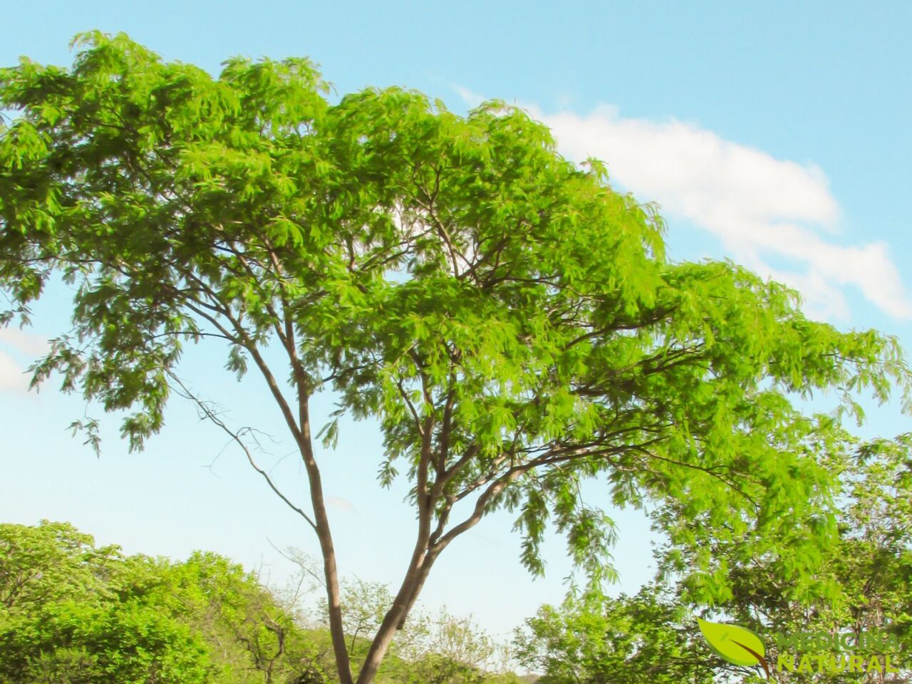 Angico: O Poder do Chá da Casca do Sertão | Medicina Natural