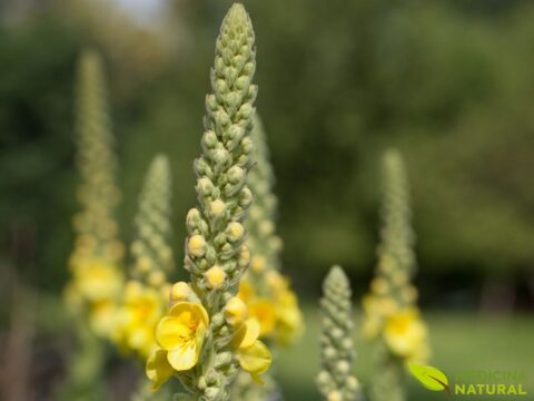 Barbasco (verbasco): saiba para que serve | Medicina Natural