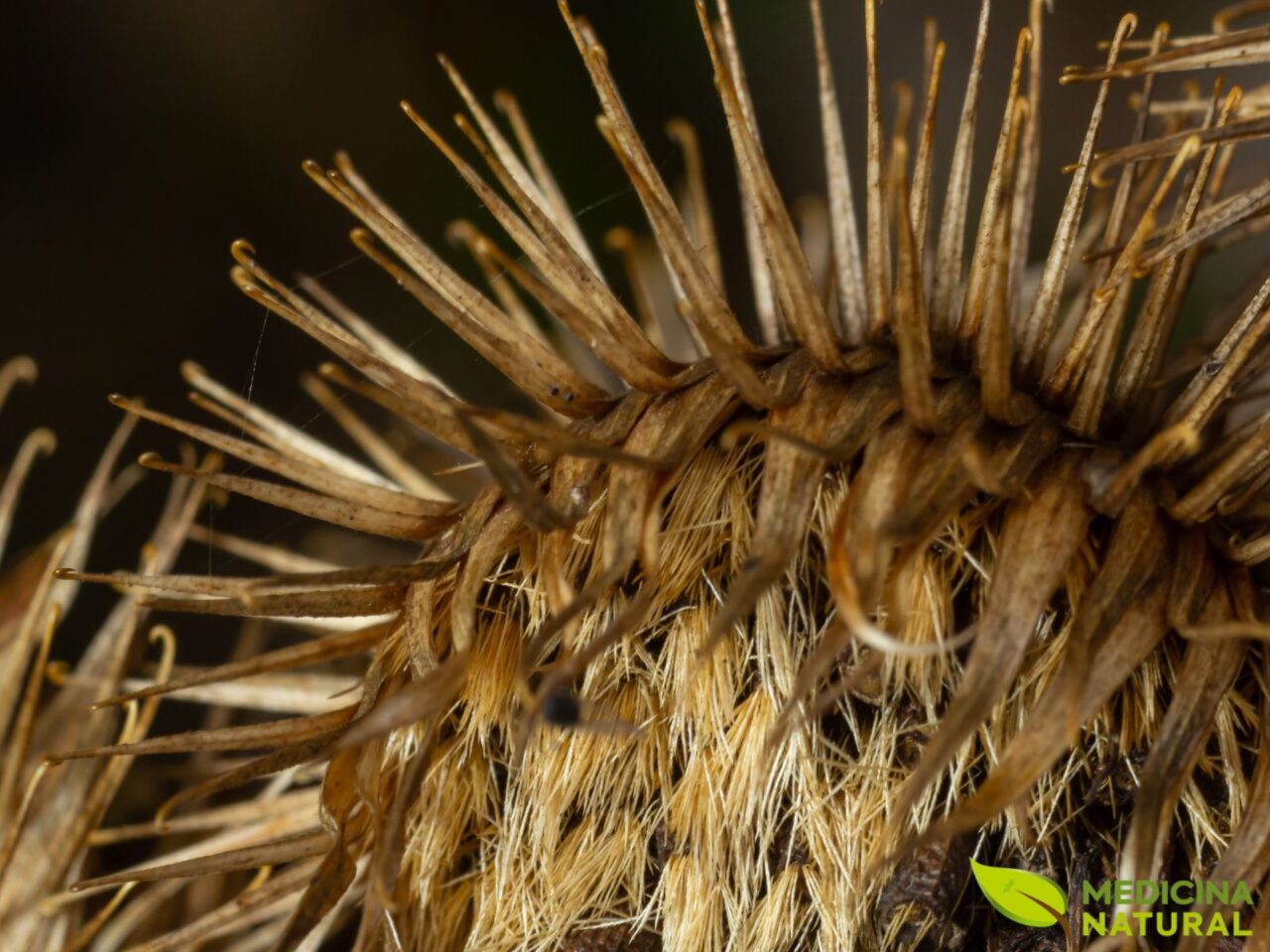 Bardana: saiba para que serve o chá | Medicina Natural