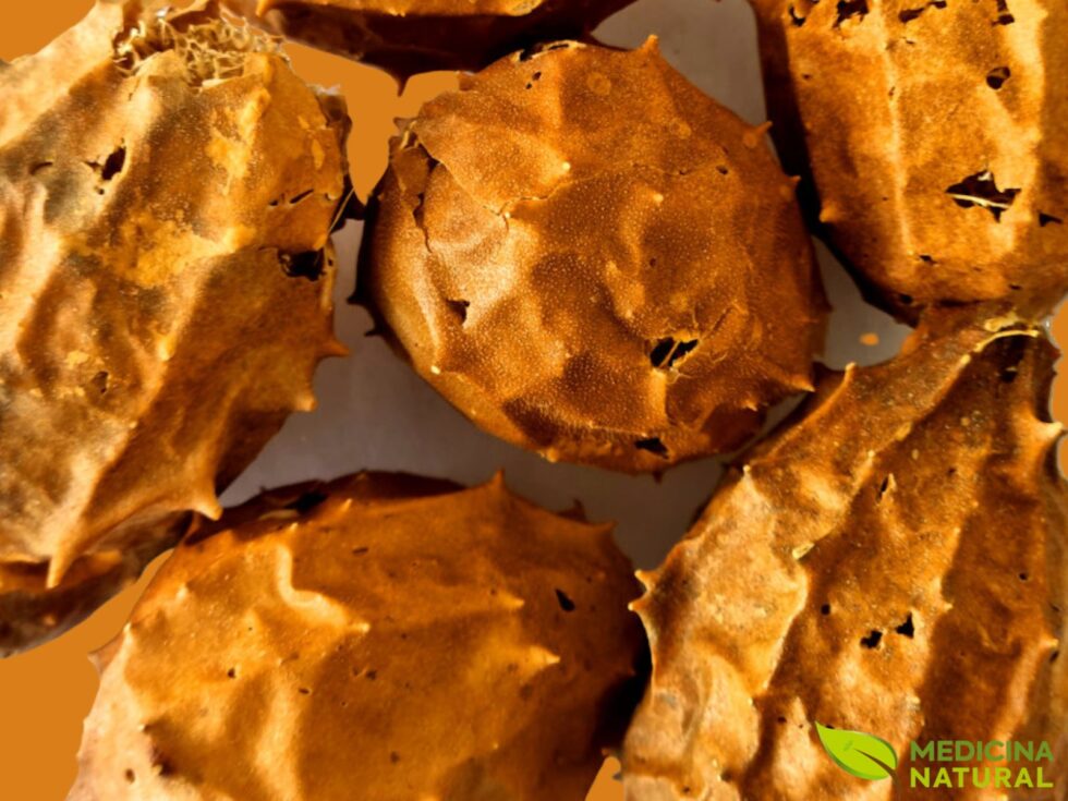 Buchinha-do-Norte: Conheça os Benefícios da Luffa operculata