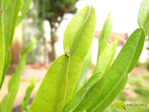 Carqueja: saiba para que serve o chá | Medicina Natural