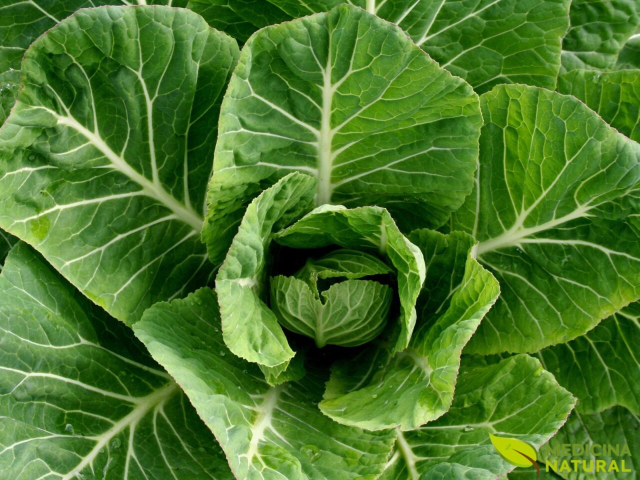Couve: conheça os benefícios nutritivos | Medicina Natural