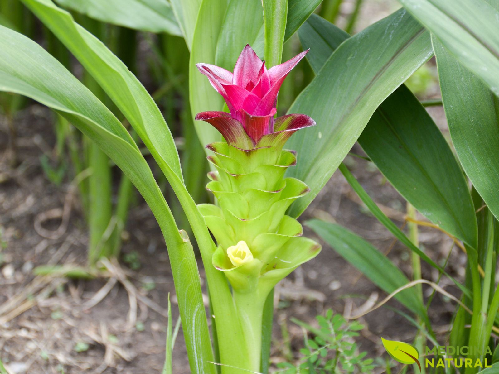 Zedoária: saiba para que serve o chá | Medicina Natural