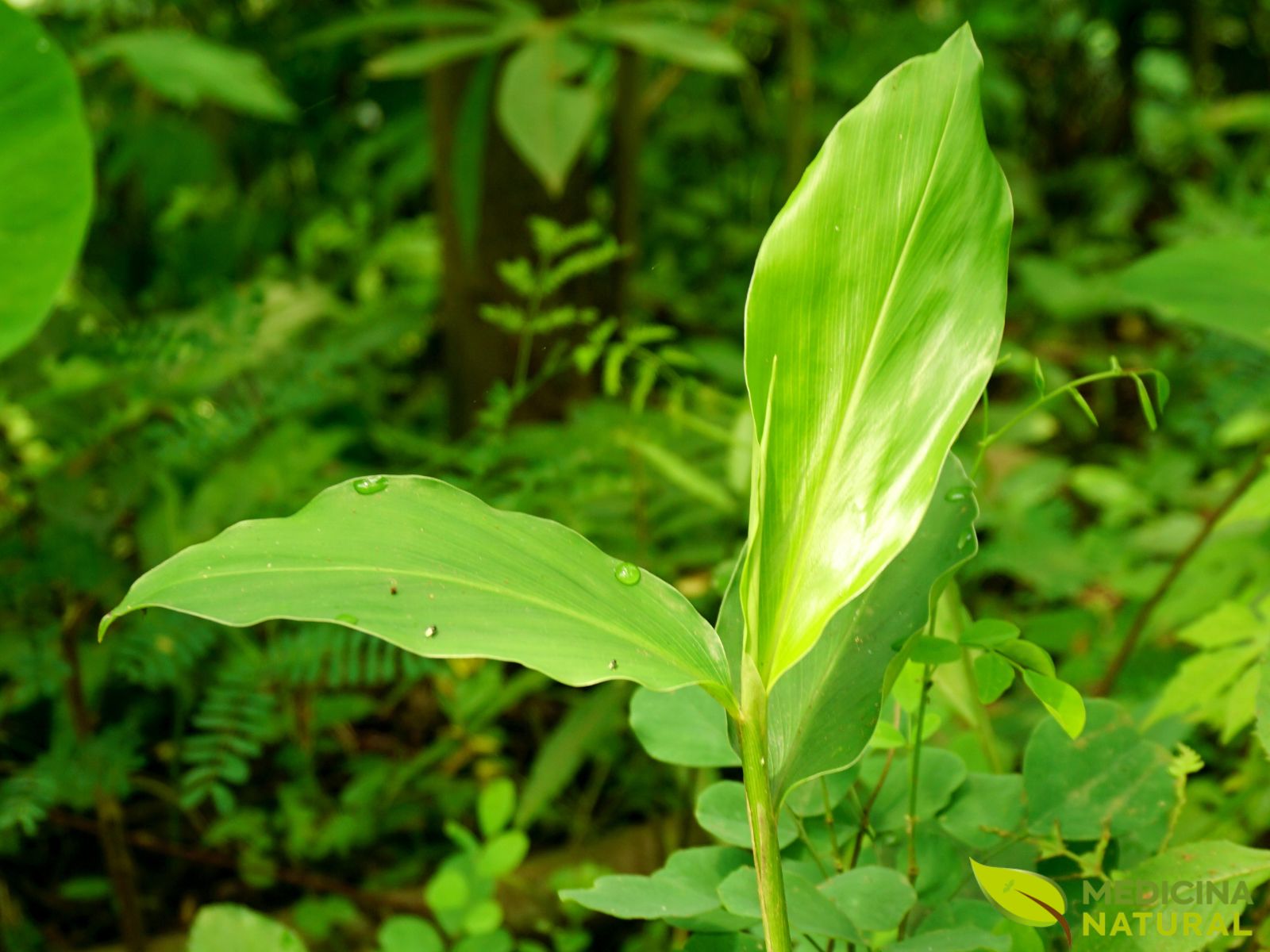 Elettaria cardamomum (CARDAMOMO) | Medicina Natural