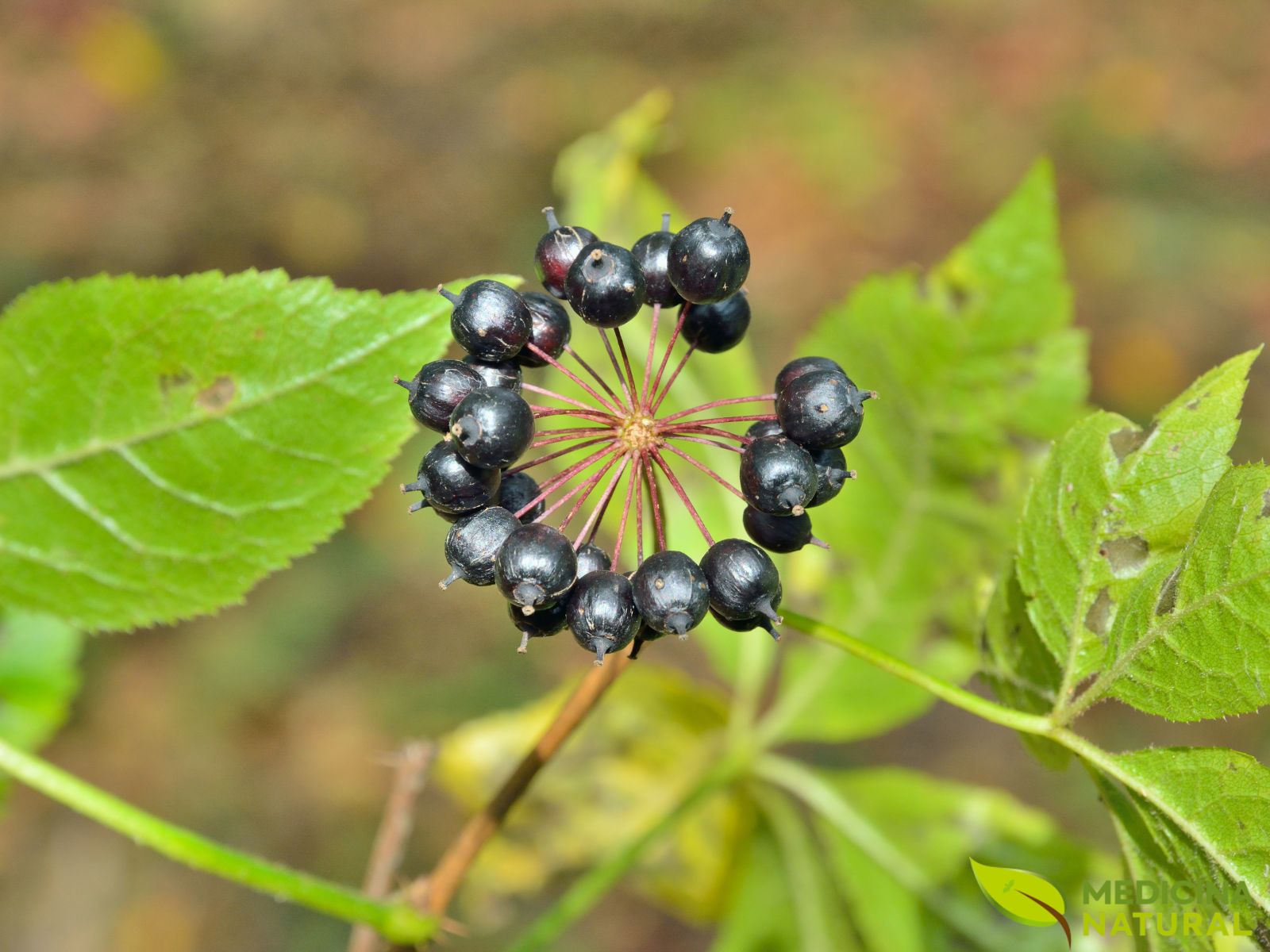 Eleutherococcus senticosus (GINSENG-SIBERIANO) | Medicina Natural