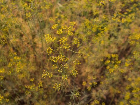 Endro: para que serve o chá da especiaria | Medicina Natural