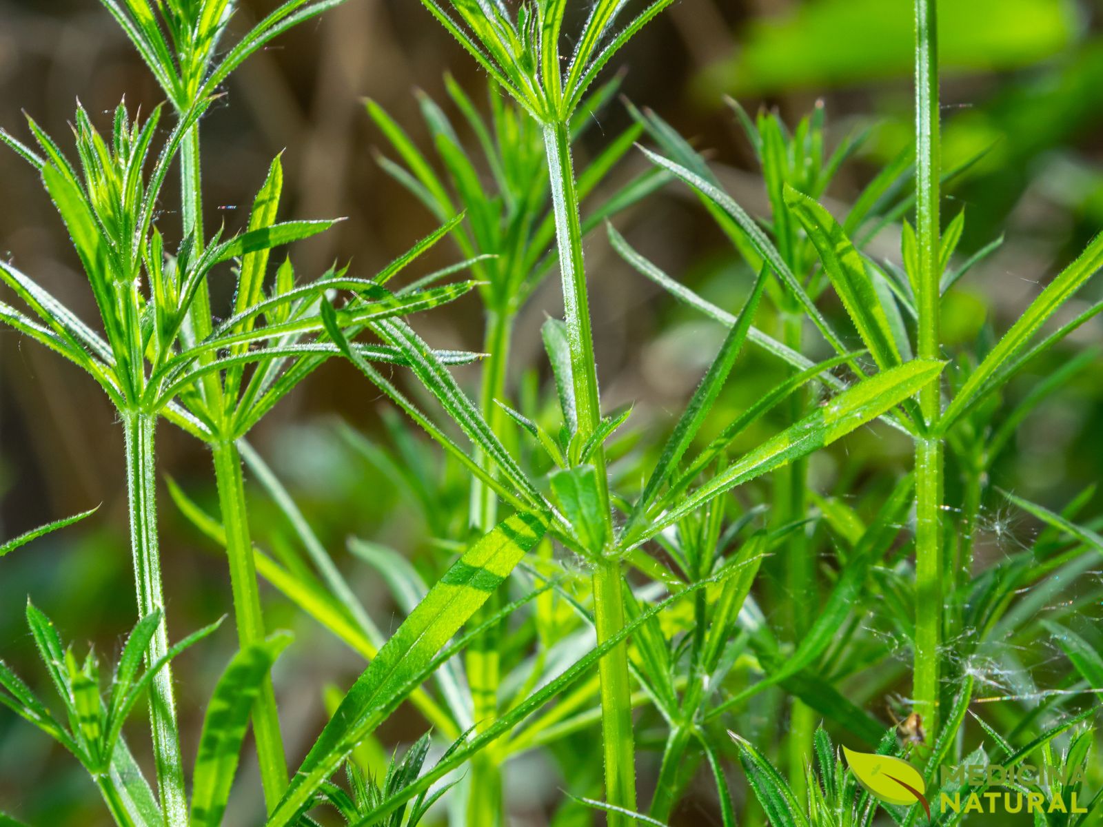 Galium aparine (AMOR-DO-HORTELÃO) | Medicina Natural