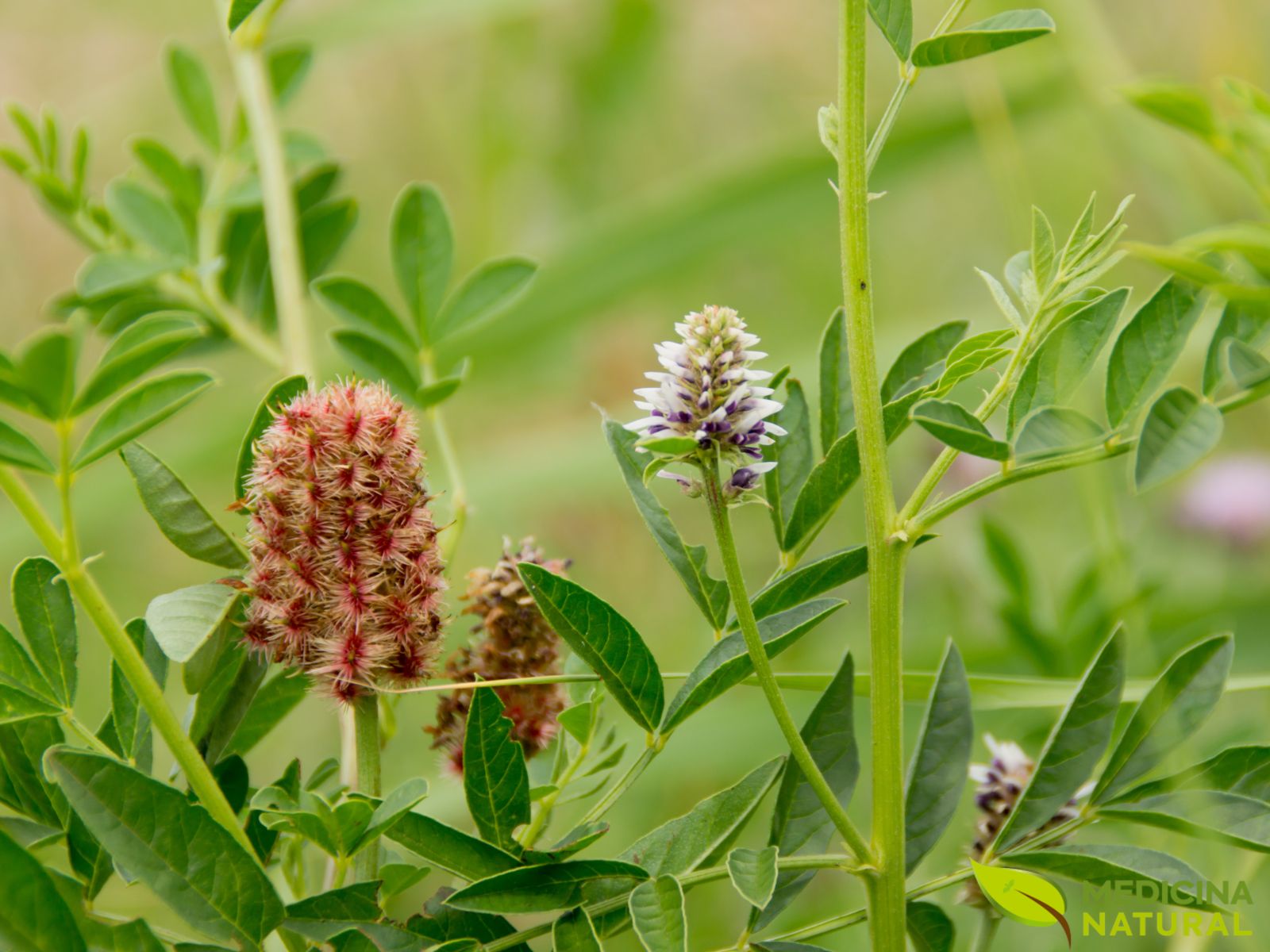 Glycyrrhiza glabra (RAIZ-DE-ALCAÇUZ) | Medicina Natural