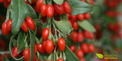 Goji Berry: Como Usar a Fruta para Mais Energia e Imunidade
