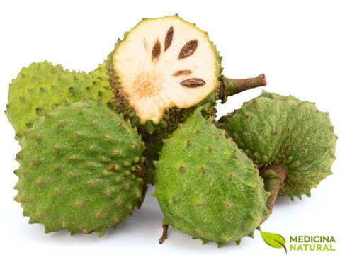 Acetogeninas da graviola contra o câncer | Medicina Natural