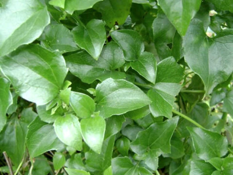 Guaco: saiba para que serve o xarope | Medicina Natural