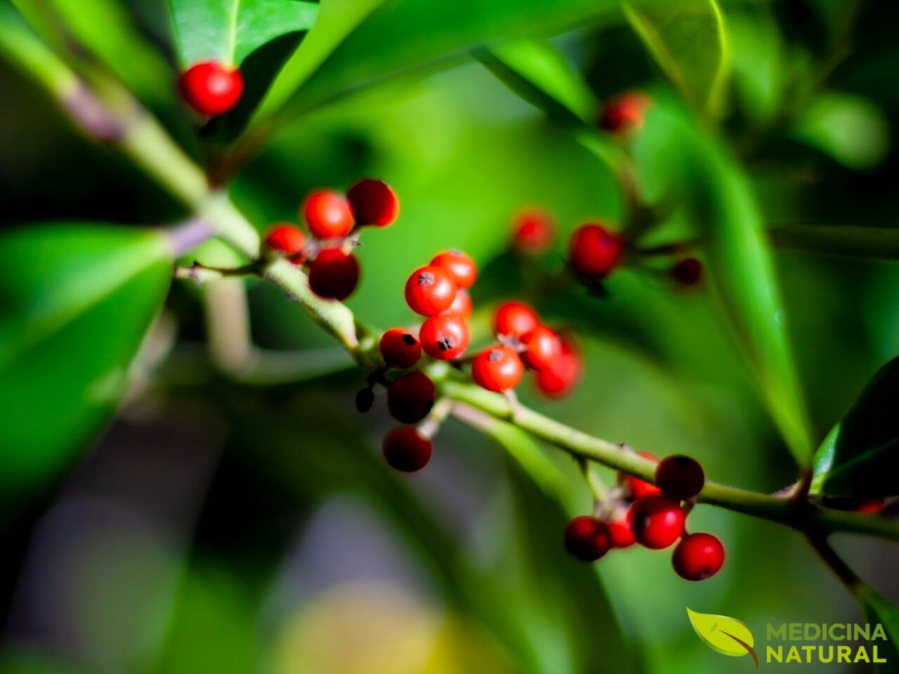 Ilex paraguariensis (CHÁ-MATE; CHIMARRÃO) | Medicina Natural