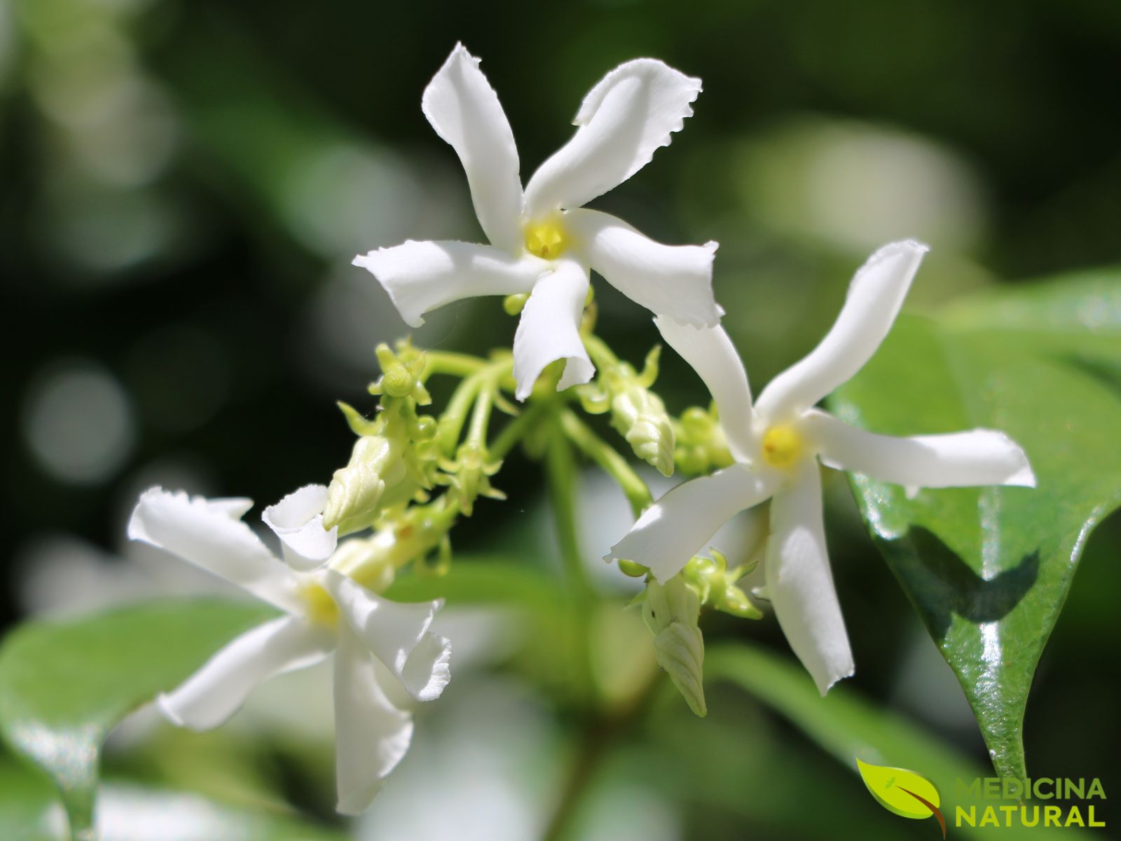 Jasminum officinale (JASMIM, JASMINEIRO) | Medicina Natural