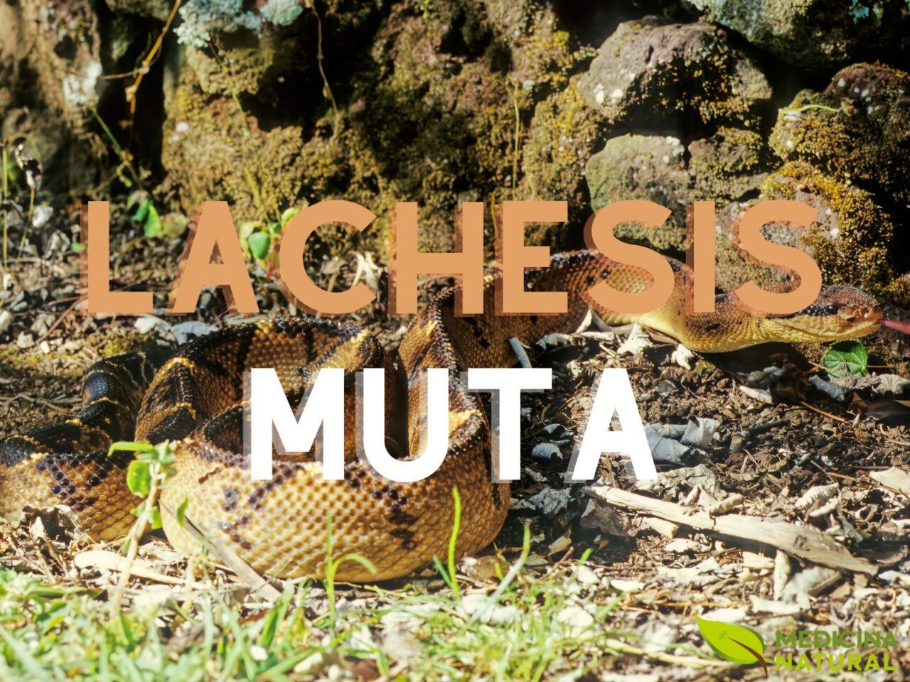 Lachesis muta: saiba para que serve o remédio homeopático