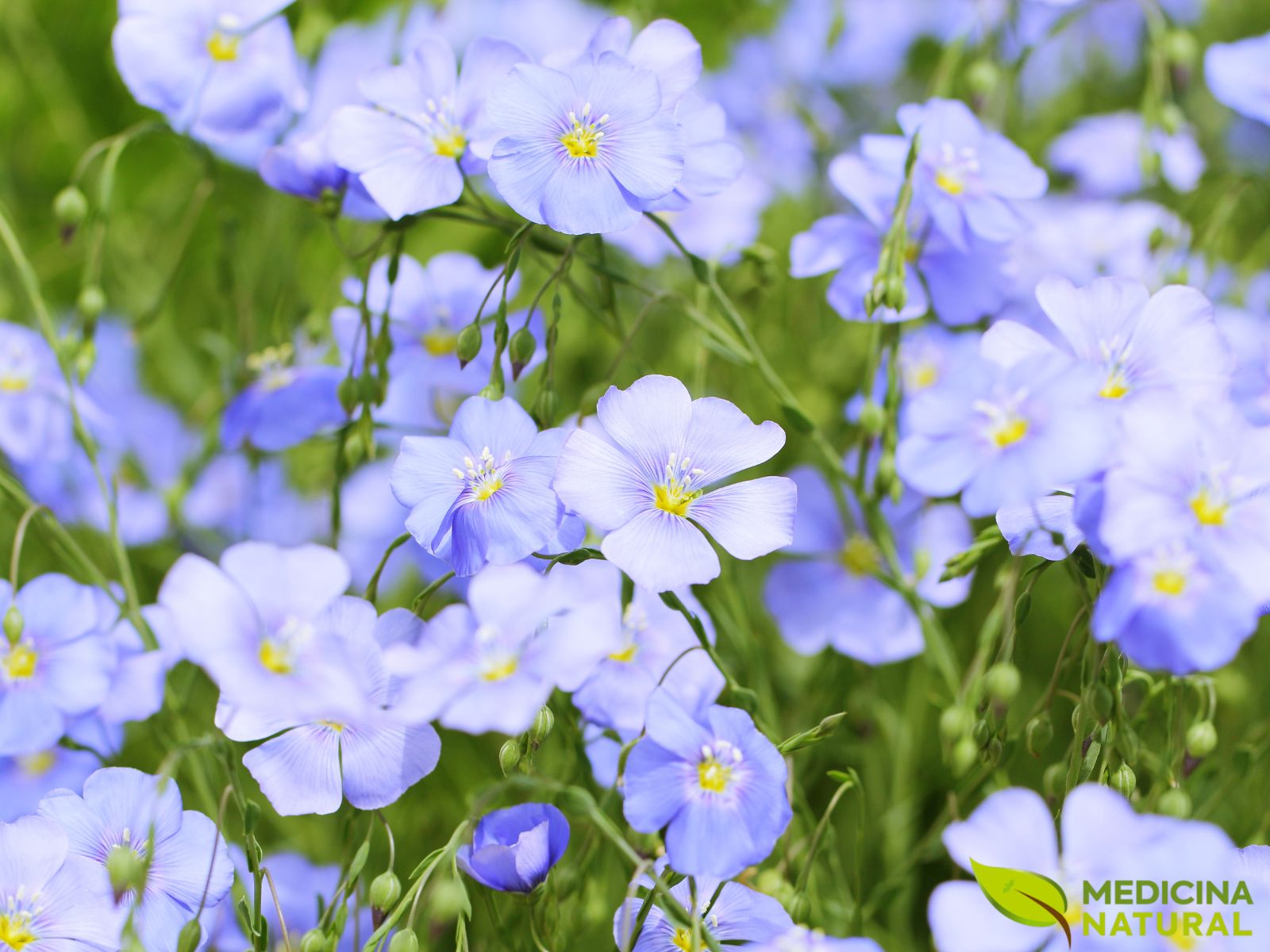 Linum usitatissimum (LINHAÇA) | Medicina Natural