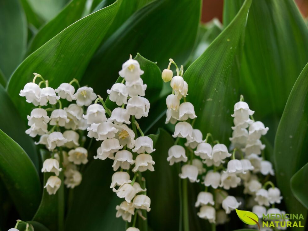 Lírio-do-vale: saiba para que serve | Medicina Natural