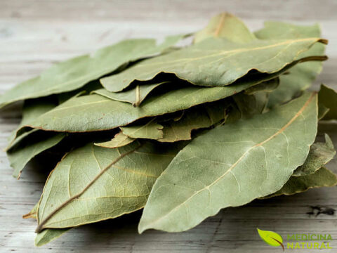 Loureiro: saiba para que serve a folha | Medicina Natural