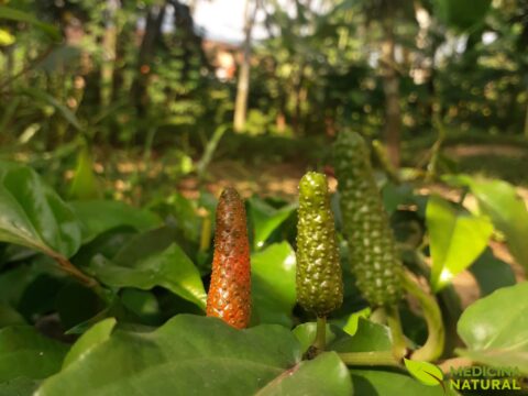 Jaborandi: saiba para que serve a planta | Medicina Natural