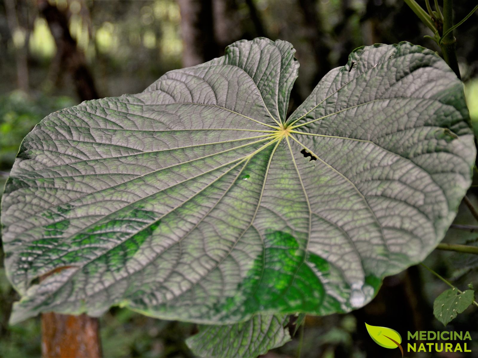 Piper umbellatum (CAPEBA; PARIPAROBA) | Medicina Natural