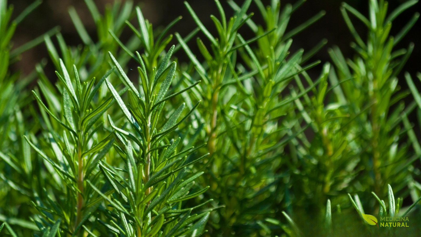 Rosmarinus officinalis (ALECRIM-ROSMARINHO) | Medicina Natural