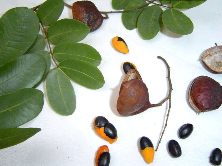 Copaíba: benefícios e propriedades | Medicina Natural