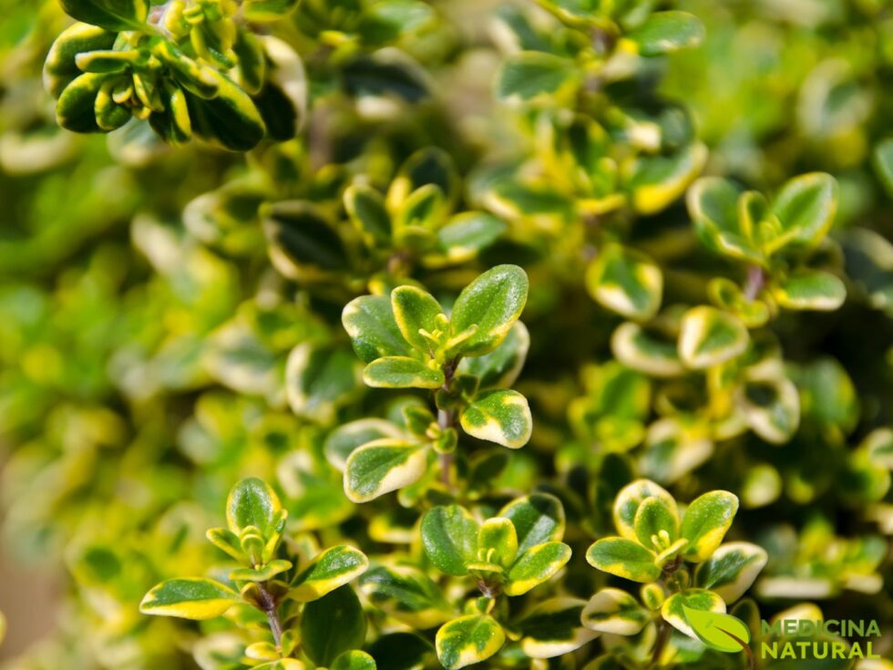 Tomilho: veja para que serve a especiaria | Medicina Natural