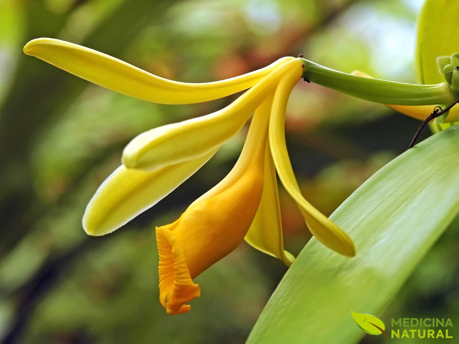Vanilla planifolia (BAUNILHA; VANILA) | Medicina Natural