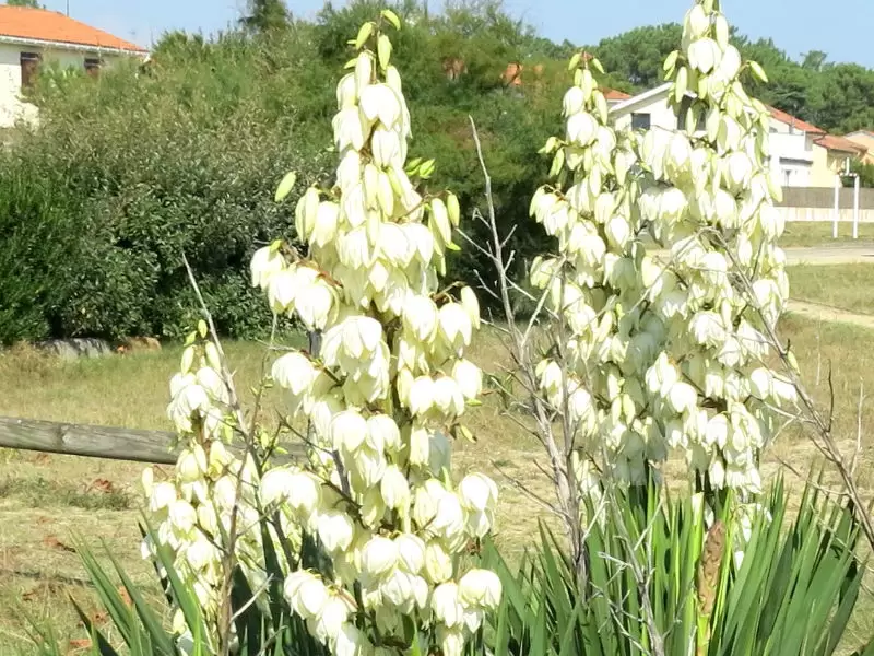 Iuca-mansa: saiba para que serve a planta | Medicina Natural