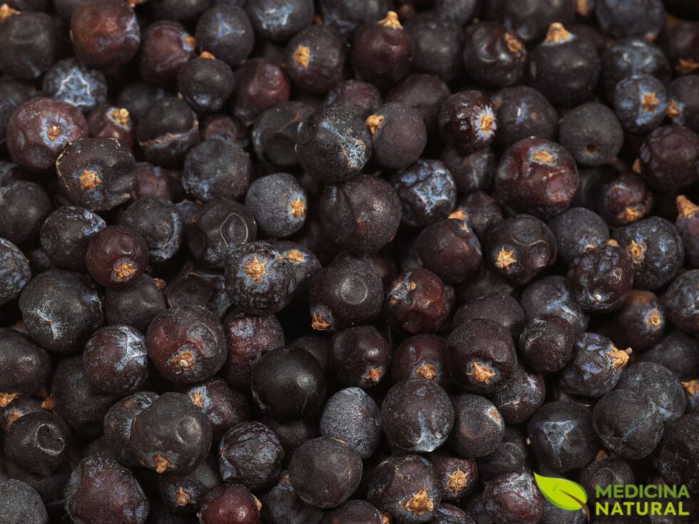 Zimbro: veja para que serve o chá e fruto | Medicina Natural